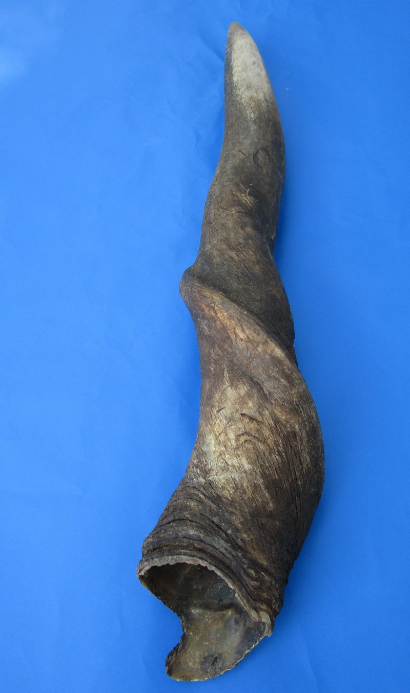 26-1/2 inches African Bull Eland Horn for Sale