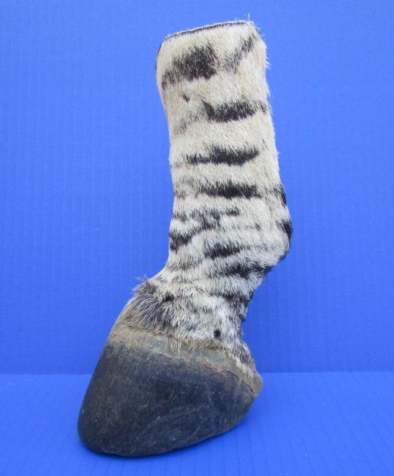 7-1/2 inches Standing Mounted Zebra Foot for Taxidermy Crafts $64.99