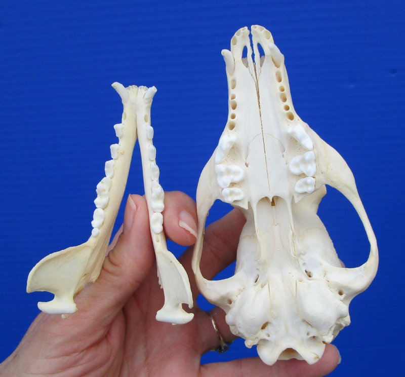 5 by 2-3/4 inches Real Grey Fox Skull for Sale (missing some teeth)