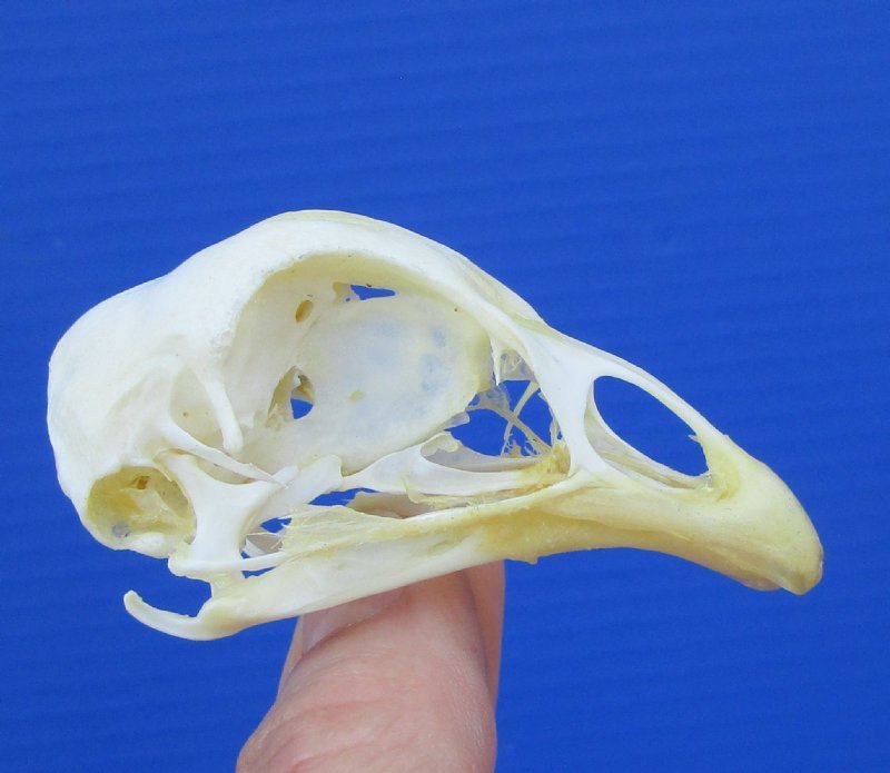 2-1/2 inches Real Chicken Skull for Sale