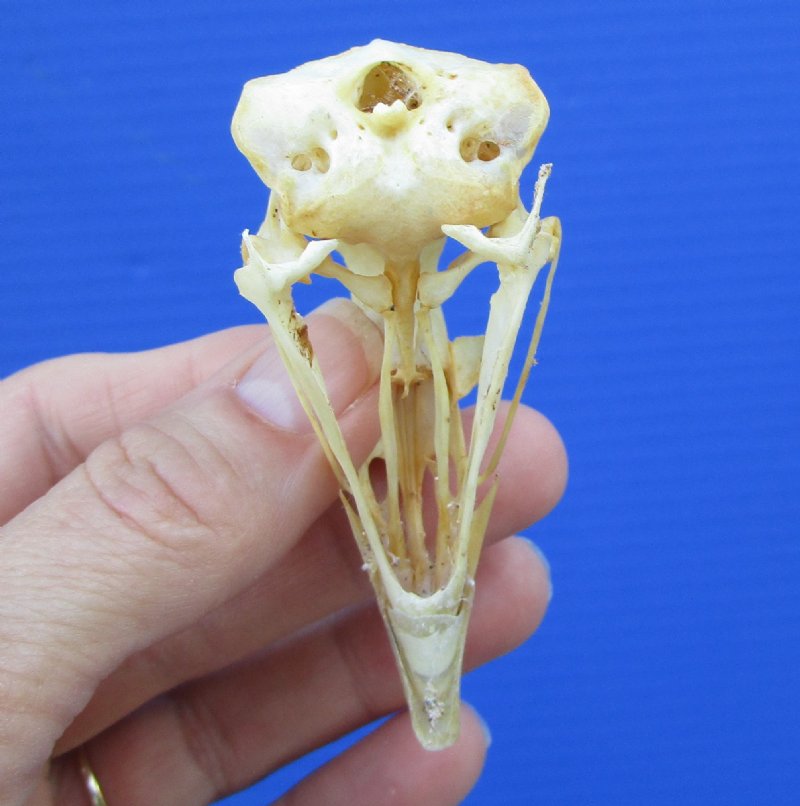 2-3/4 inches North American Pheasant Skull for Sale