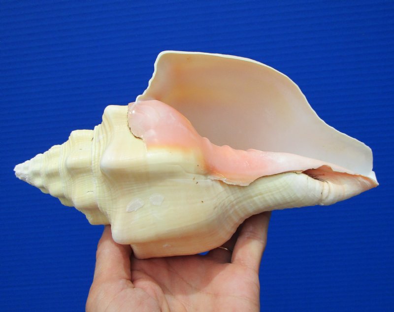 West Indian Chank Shell for Sale 8 by 4-1/2 inches