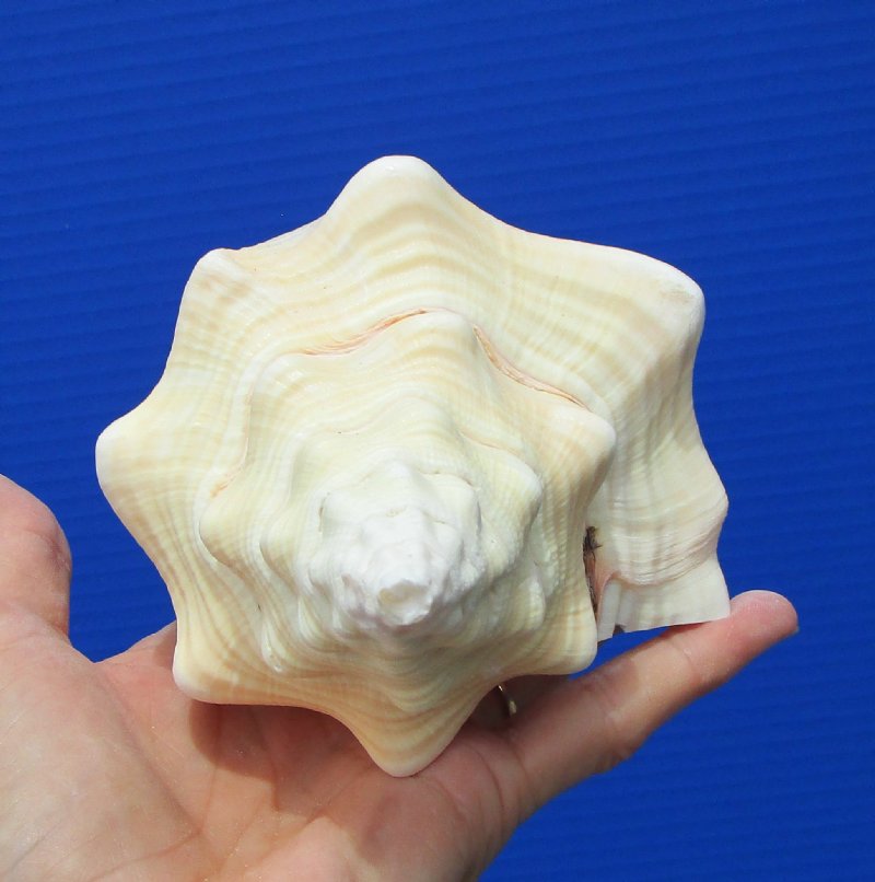 West Indian Chank Shell for Sale 8 by 4-1/2 inches