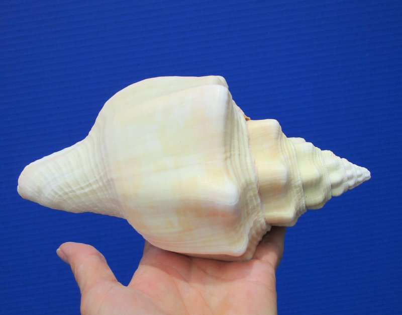 West Indian Chank Shell for Sale 8 by 4-1/2 inches