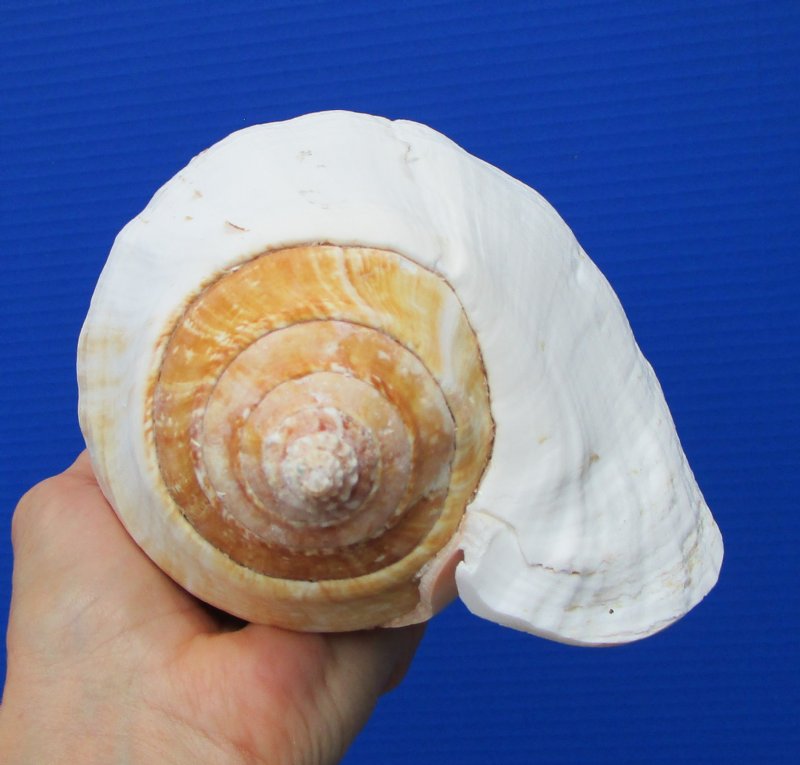 8-1/2 by 5-3/4 inches Real Eastern Pacific Giant Conch Shell for Sale