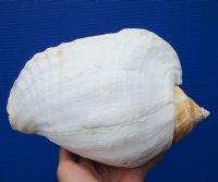 8-1/2 by 5-3/4 inches Real Eastern Pacific Giant Conch Shell for Sale