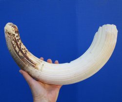 Buy Legal Hippo Ivory Tusks for Carving at Worldwide Wildlife Products