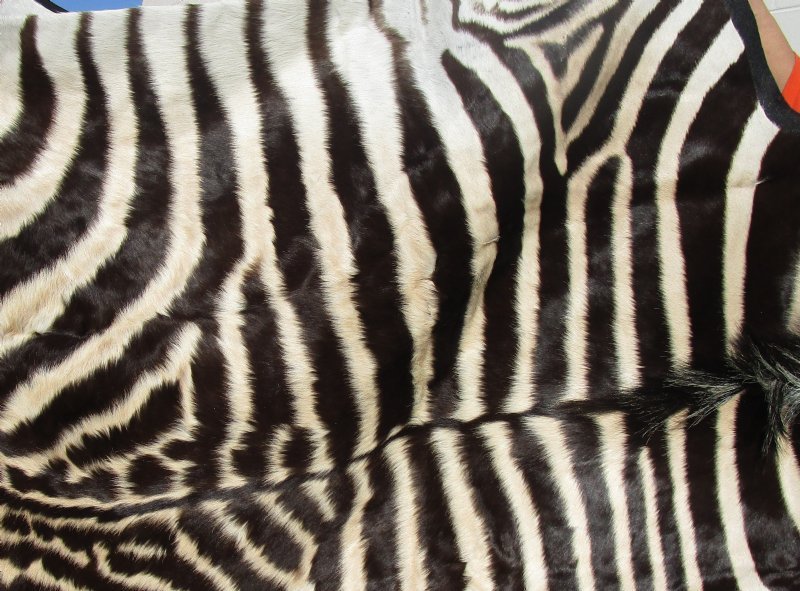 Real Zebra Fur
