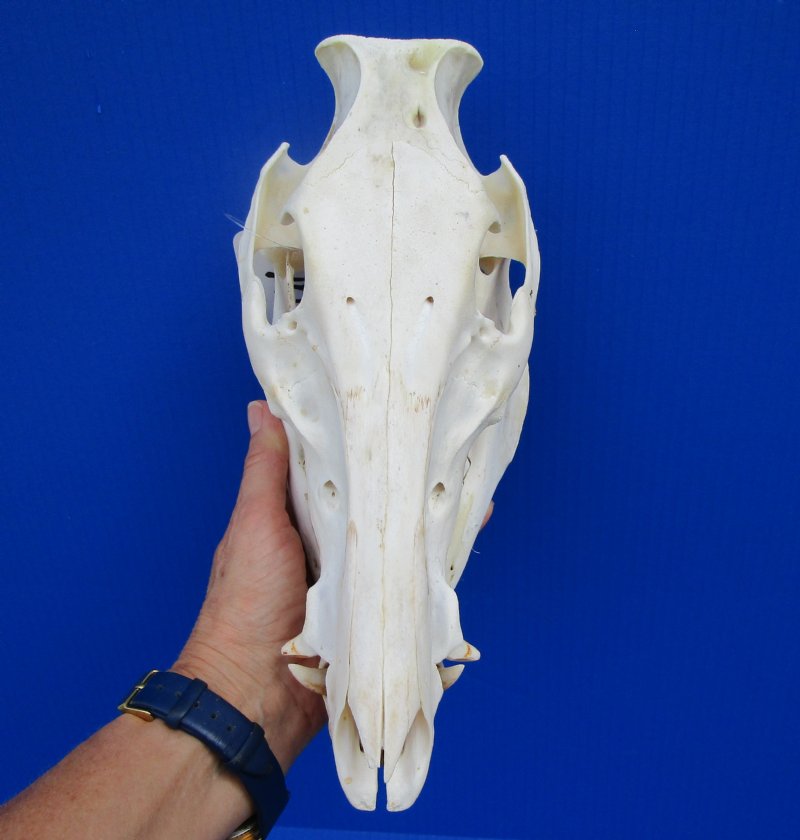 11 inches Georgia Wild Boar Skull, Wild Hog Skull for Sale
