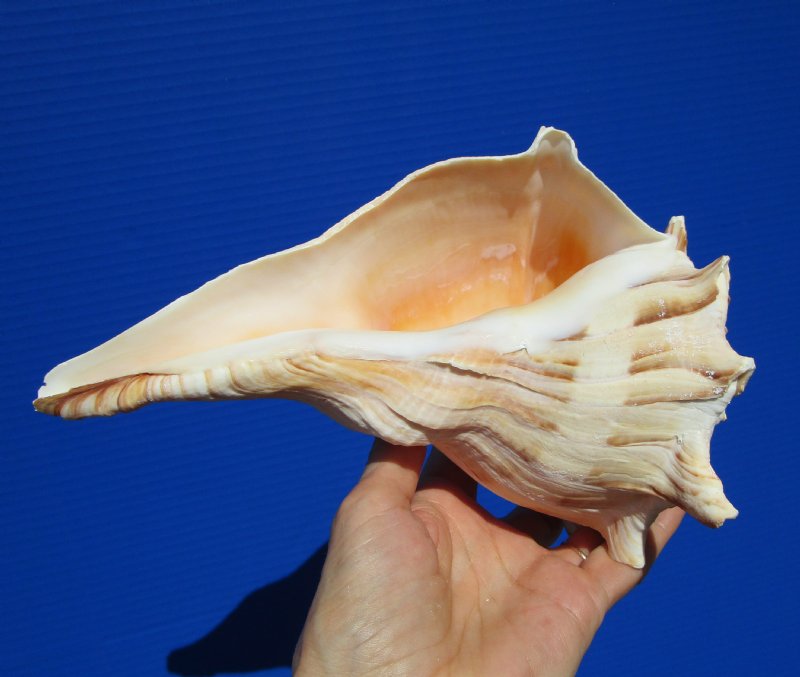 8-7/8 inches Authentic Left-Handed Whelk Shell for Sale, Lightning Whelk