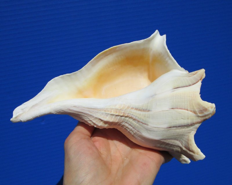 7 inches Left Handed Whelk Shell for Sale
