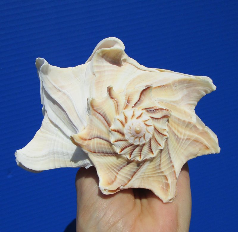 7 inches Left Handed Whelk Shell for Sale
