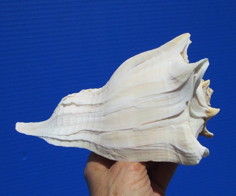 7 inches Left Handed Whelk Shell for Sale