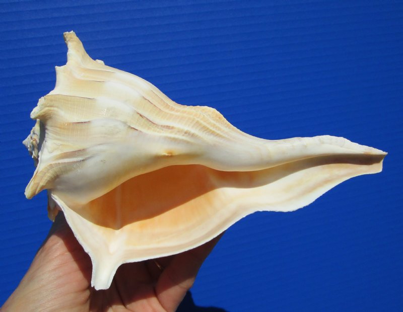 7 inches Real Left Handed Whelk Shell for Sale