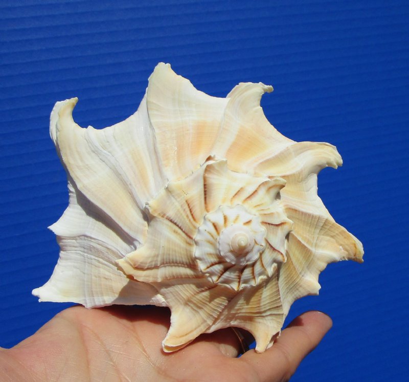 7 inches Real Left Handed Whelk Shell for Sale