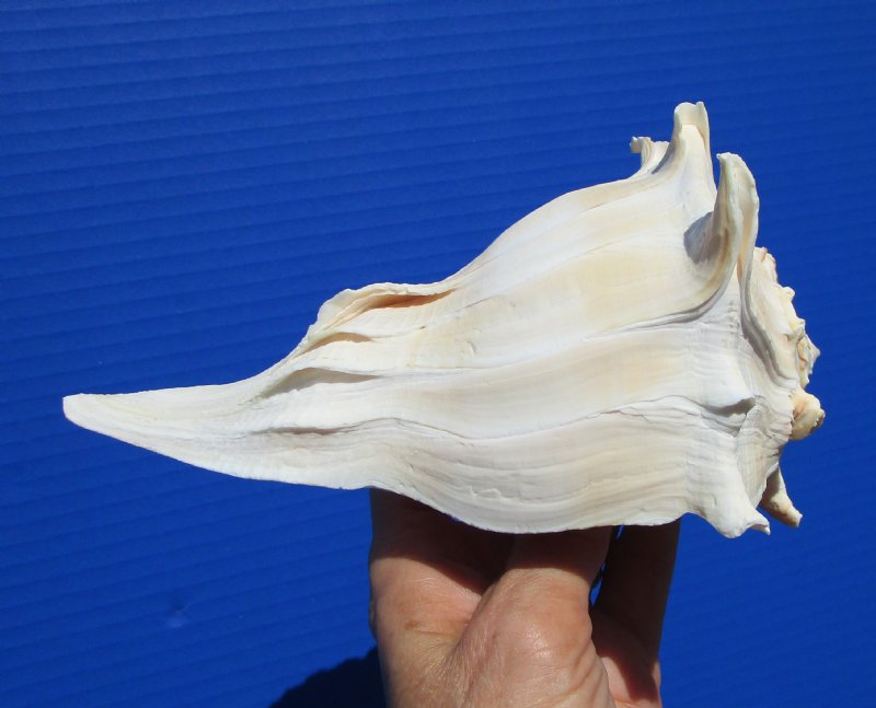 7 inches Real Left Handed Whelk Shell for Sale