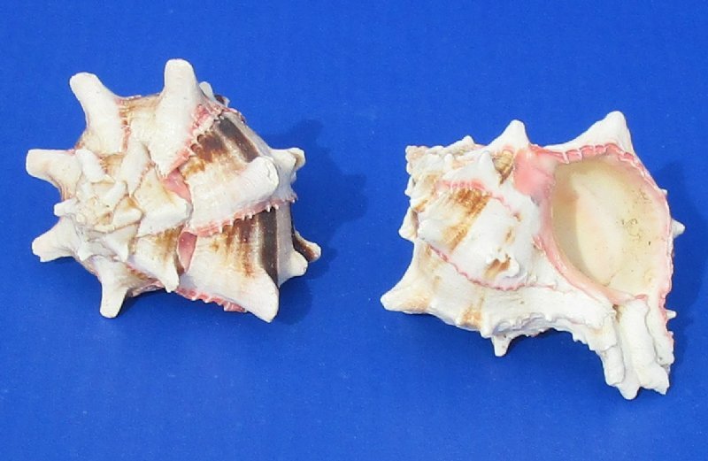 3 to 4 inches Wholesale Murex Brassica Shells, The Cabbage Murex