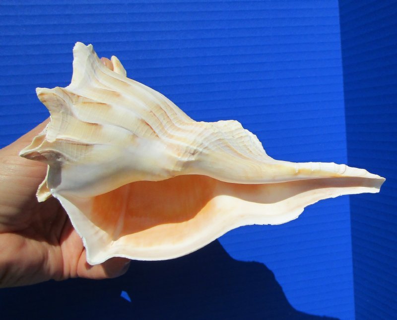 7 inches Lightning Whelk Shell for Sale, Left-Handed Whelk