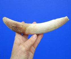 Buy Legal Hippo Ivory Tusks for Carving at Worldwide Wildlife Products