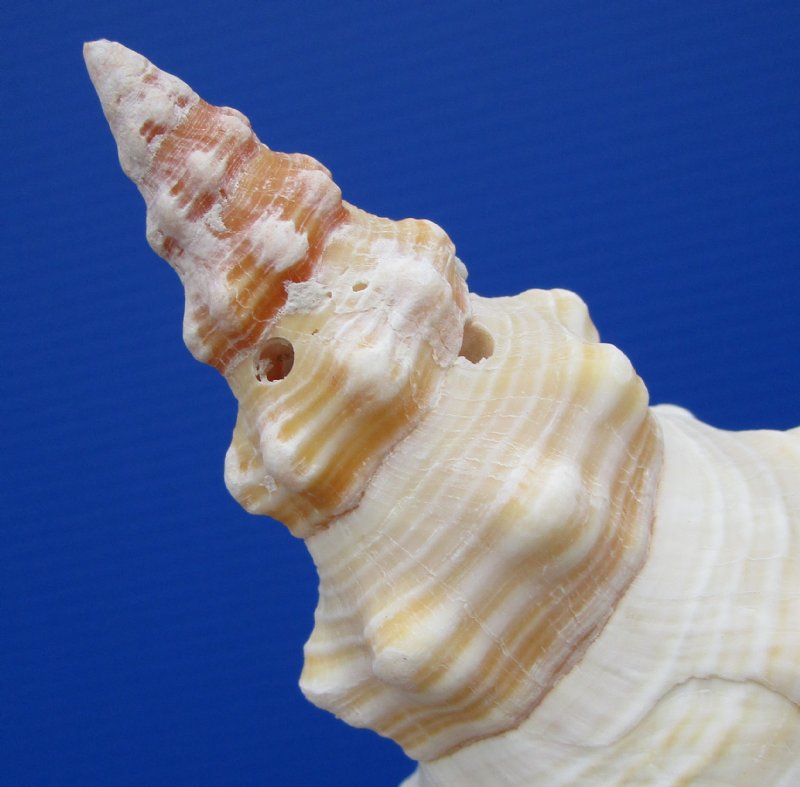 11 by 4-3/4 inches Authentic Horse Conch Shell for Sale