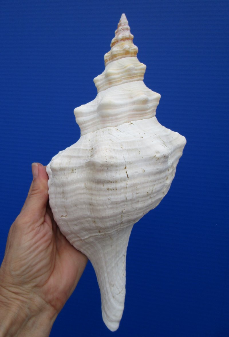 11 by 4-3/4 inches Authentic Horse Conch Shell for Sale