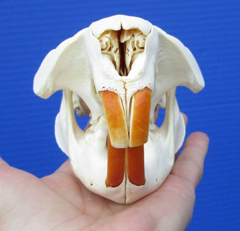 Beaver Skeleton