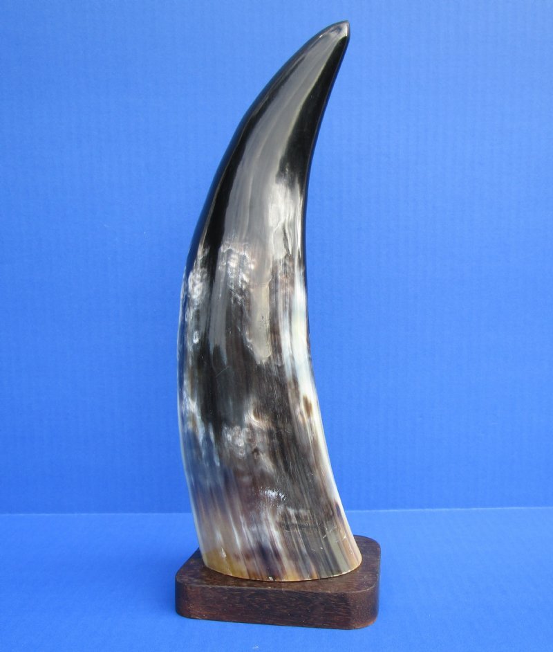 12-1/2 inches Standing Polished Cow Horn Sculpture on Wood Base - Buy ...