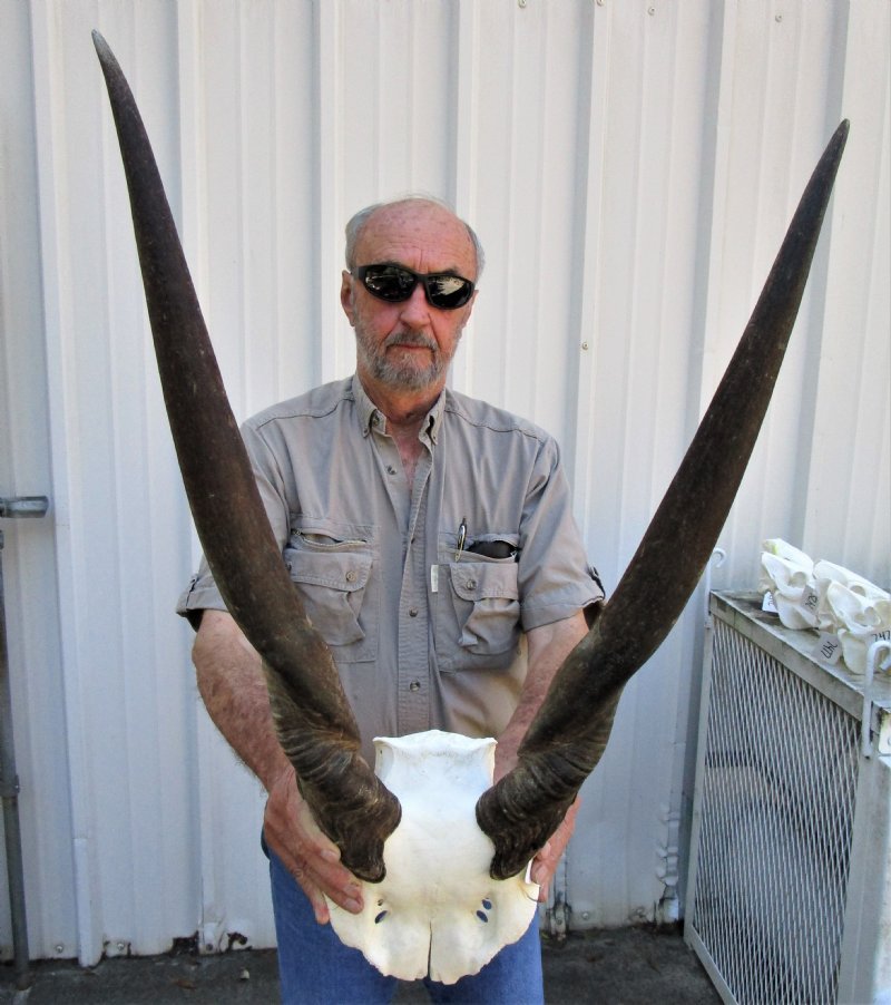 Giant Eland Skull