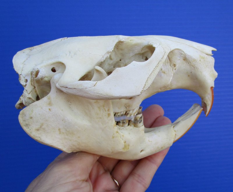 5 inches Real North American Beaver Skull for Sale