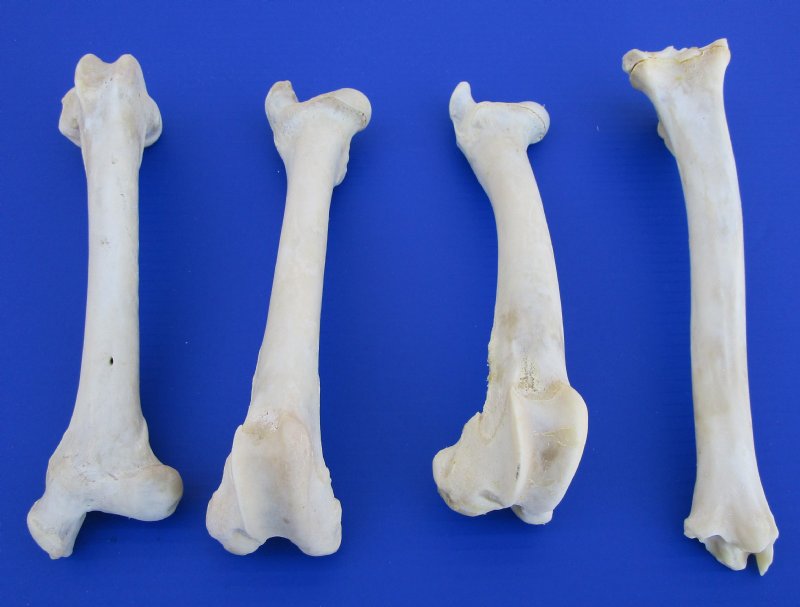 Deer Humerus