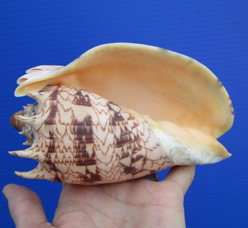 5-1/2 inches long Beautiful Imperial Volute Shell for Sale, Hand Picked