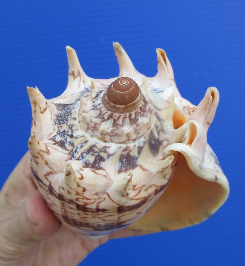 5-1/2 inches long Beautiful Imperial Volute Shell for Sale, Hand Picked