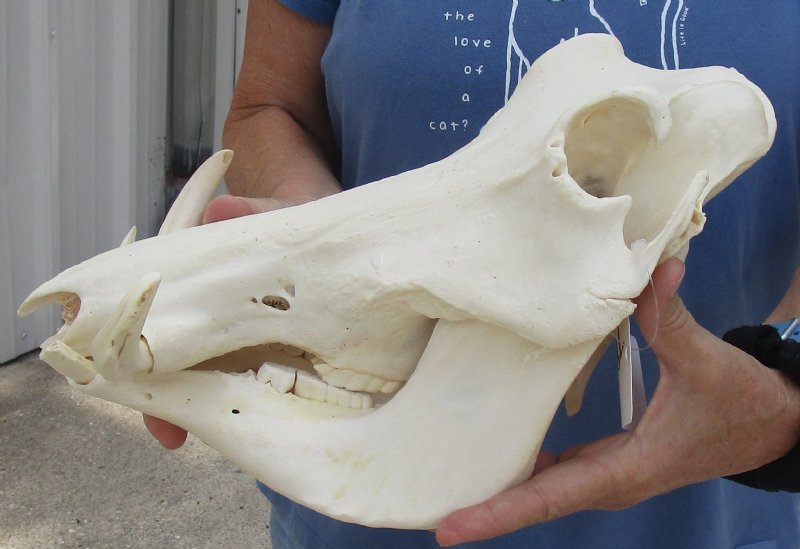 13 inches African Warthog Skull with 5 inches Ivory Tusks