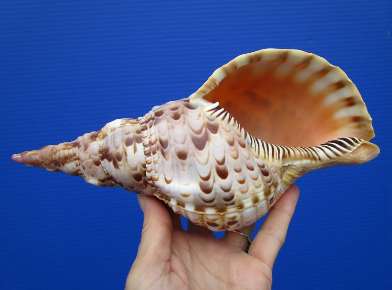 9 inches Beautiful Pacific Triton's Trumpet Shell for Sale (Charonia ...