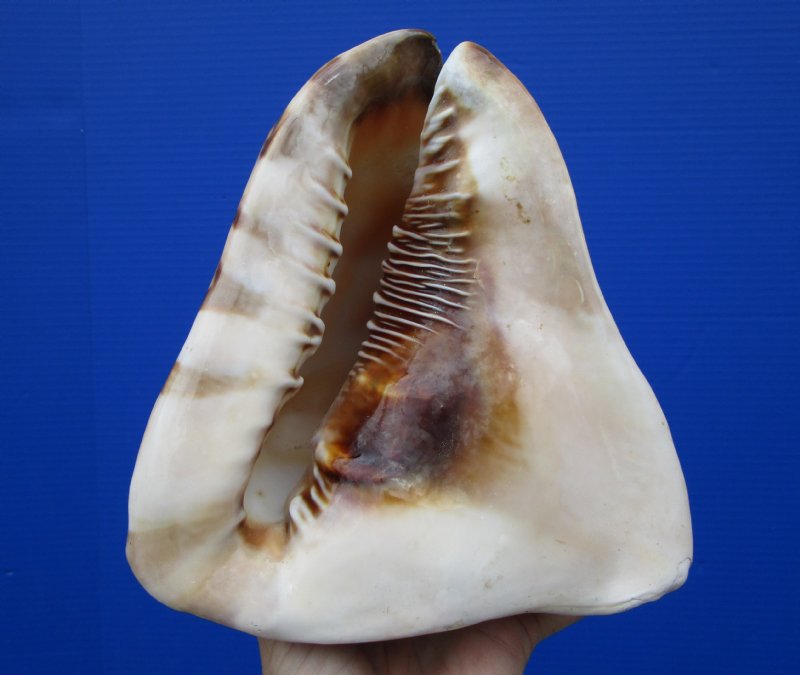 7-1/2 by 6-3/4 inches Large King Helmet Shell for Sale, Cassis Tuberosa