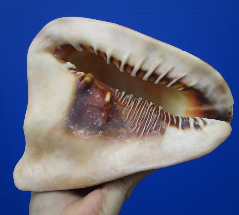 7 by 6 inches Large King Helmet Shell for Sale, Cassis Tuberosa