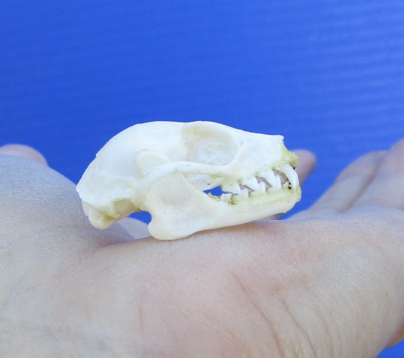 Fruit Bat Skull