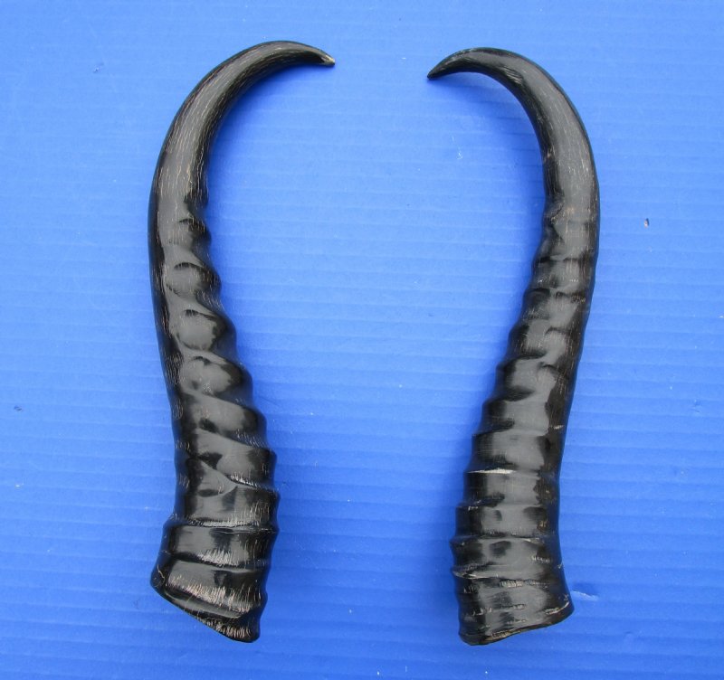 2 Polished Male Springbok Horns for Sale 10 and 9-3/4 inches $15.00 each
