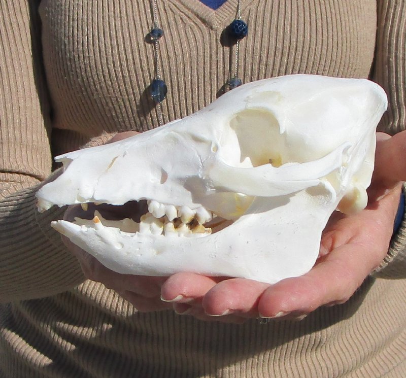 Wild Boar Skull Mount