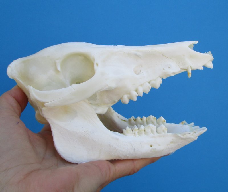6-1/4 inches Small Wild Boar Skull for Sale
