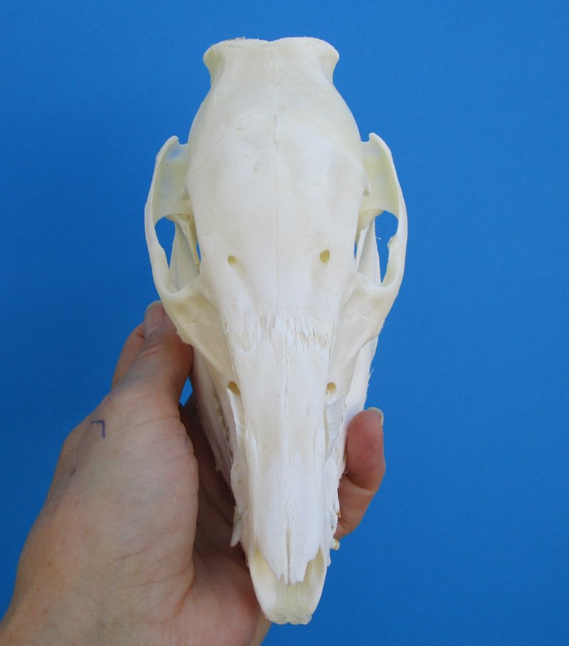 6-1/4 inches Small Wild Boar Skull for Sale
