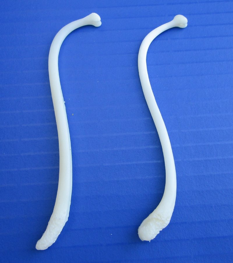 Raccoon Baculum | ubicaciondepersonas.cdmx.gob.mx Raccoon Baculum | ubicaciondepersonas.cdmx.gob.mx
