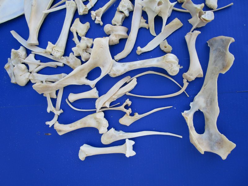 4 Pounds Assorted Whitetail Deer Bones And Wild Boar Bones For Crafts