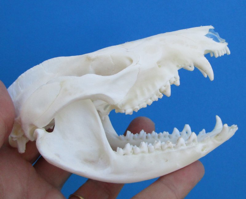 Opossum Skull Anatomy