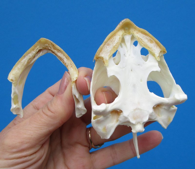 Snapping Turtle Skeleton