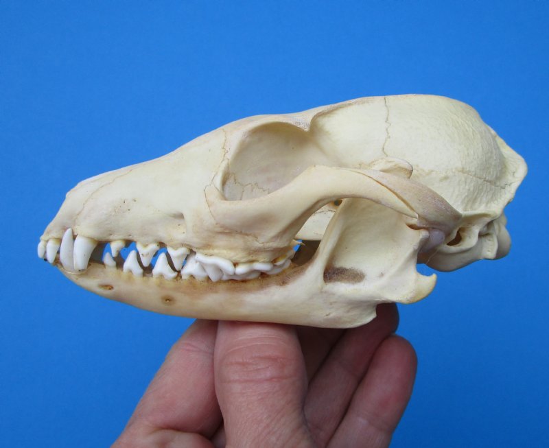 Fox Skeleton Head