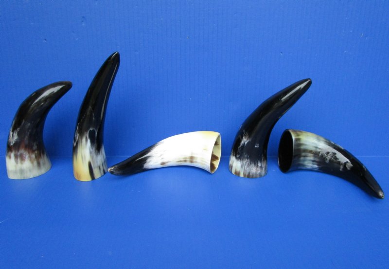 5 Polished Buffalo Horns for Sale 7 to 7-3/4 inches