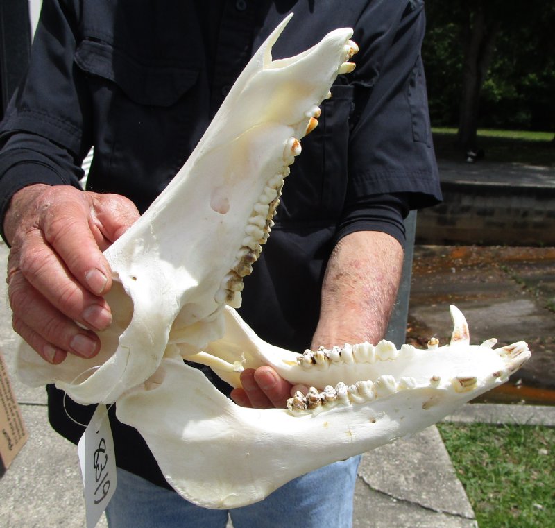 10-1/2 inches Real Georgia Wild Boar, Wild Hog Skull for Sale