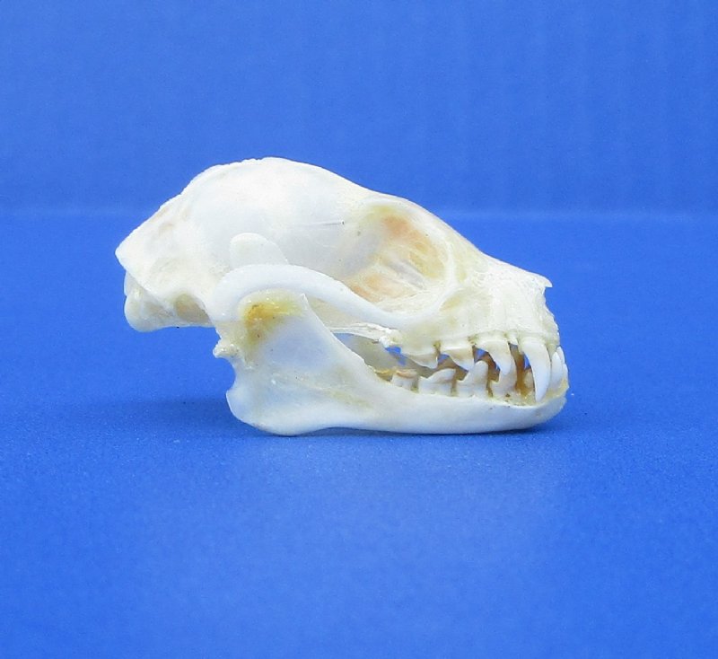 Fruit Bat Skull