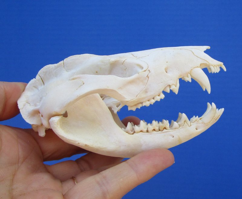 4-1/4 inches Real Possum Skull for Sale $49.99